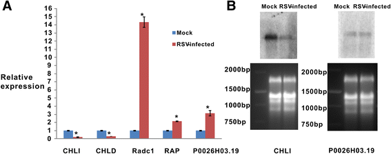 iTRAQ-based quantitative proteomics analysis of rice leaves infected by Rice stripe virus ...