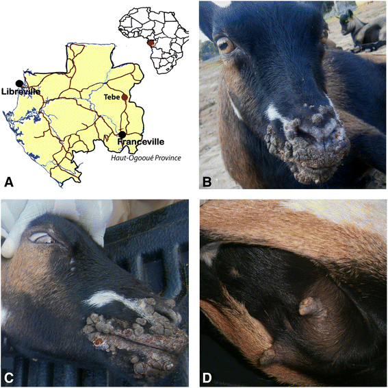 Molecular characterization of Orf virus in goats in Gabon, Central ...