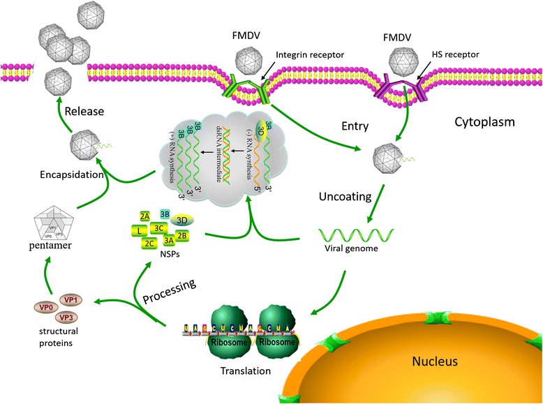 Biological function of Foot-and-mouth disease virus non-structural ...