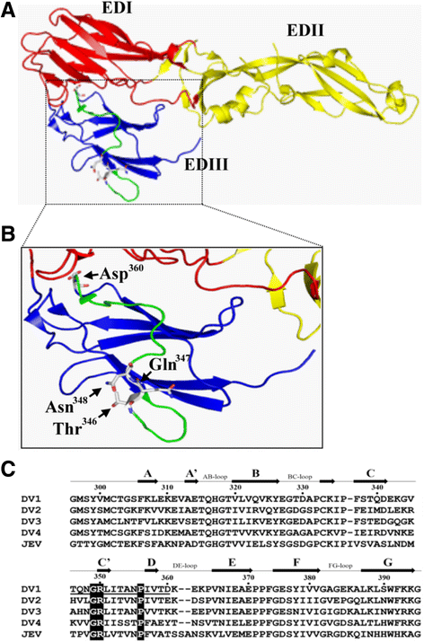Characterization and epitope mapping of Dengue virus type 1 specific ...