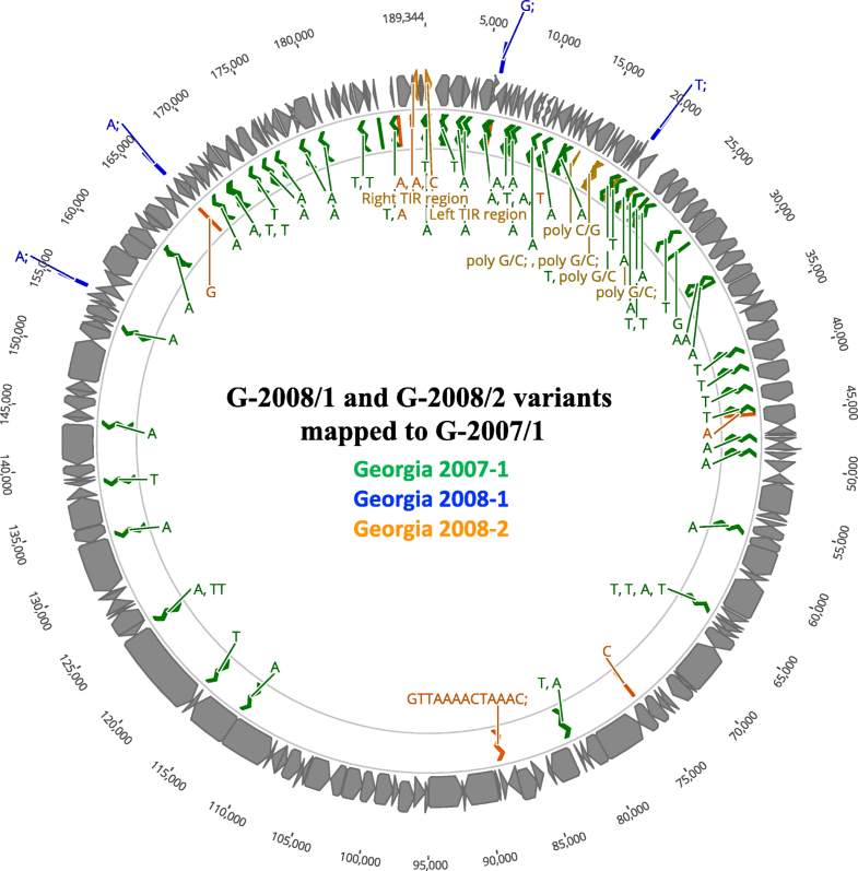 Intra-epidemic genome variation in highly pathogenic African swine ...