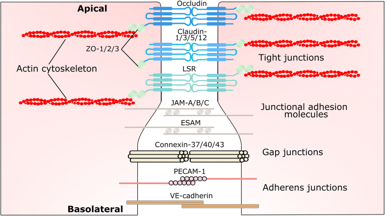 Claudin-5: gatekeeper of neurological function | Fluids and Barriers of ...