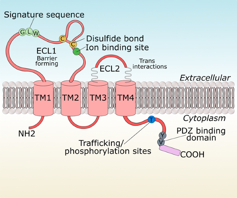 Claudin-5: gatekeeper of neurological function | Fluids and Barriers of ...
