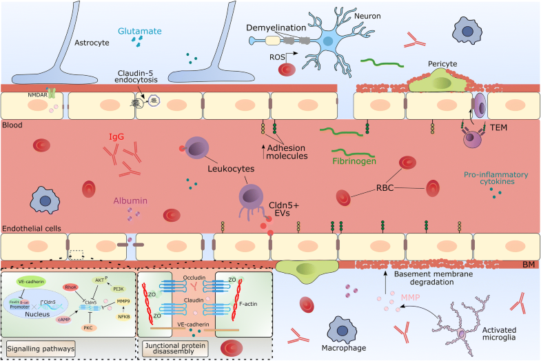 Claudin-5: gatekeeper of neurological function | Fluids and Barriers of ...
