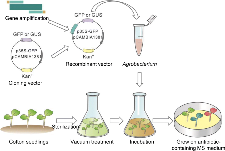A transient transformation system for gene characterization in upland ...