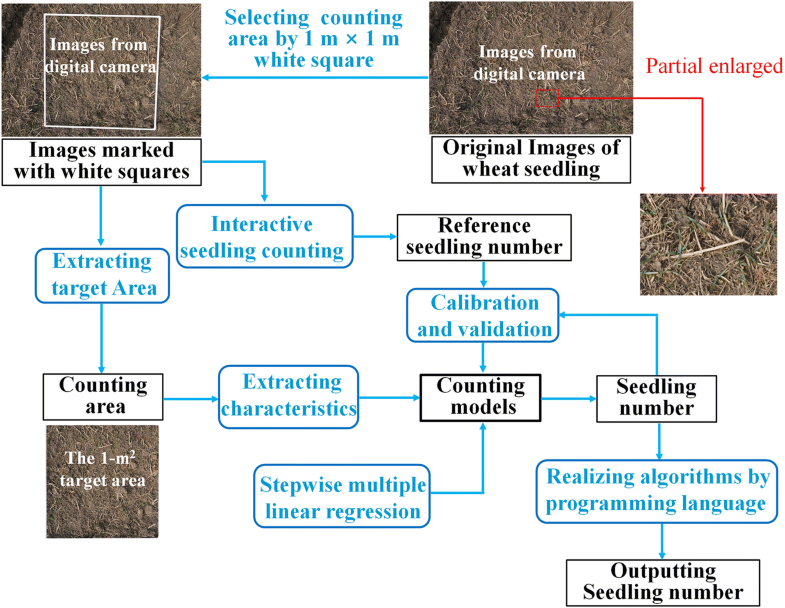 A method to calculate the number of wheat seedlings in the 1st to the ...