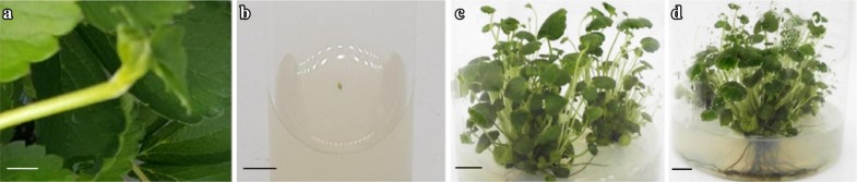 In vitro propagation method for production of morphologically and genetically stable plants of ...