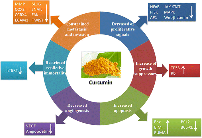 Curcumin and tumor immune-editing: resurrecting the immune system ...