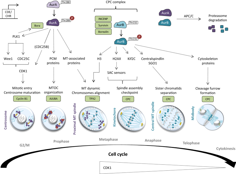 The functional diversity of Aurora kinases: a comprehensive review ...