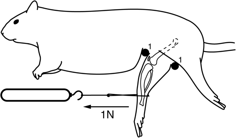 A novel rat model of stable posttraumatic joint stiffness of the knee ...
