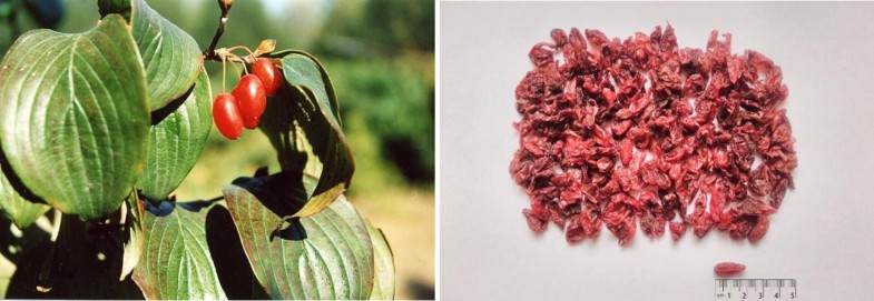 Corni Fructus: a review of chemical constituents and pharmacological ...