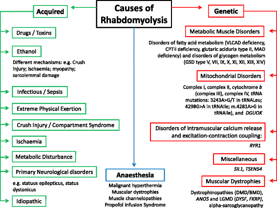 Rhabdomyolysis: a genetic perspective | Orphanet Journal of Rare ...