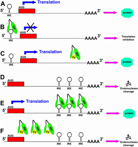 Iron regulatory protein (IRP)-iron responsive element (IRE) signaling ...