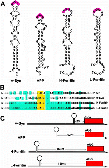 Iron regulatory protein (IRP)-iron responsive element (IRE) signaling ...