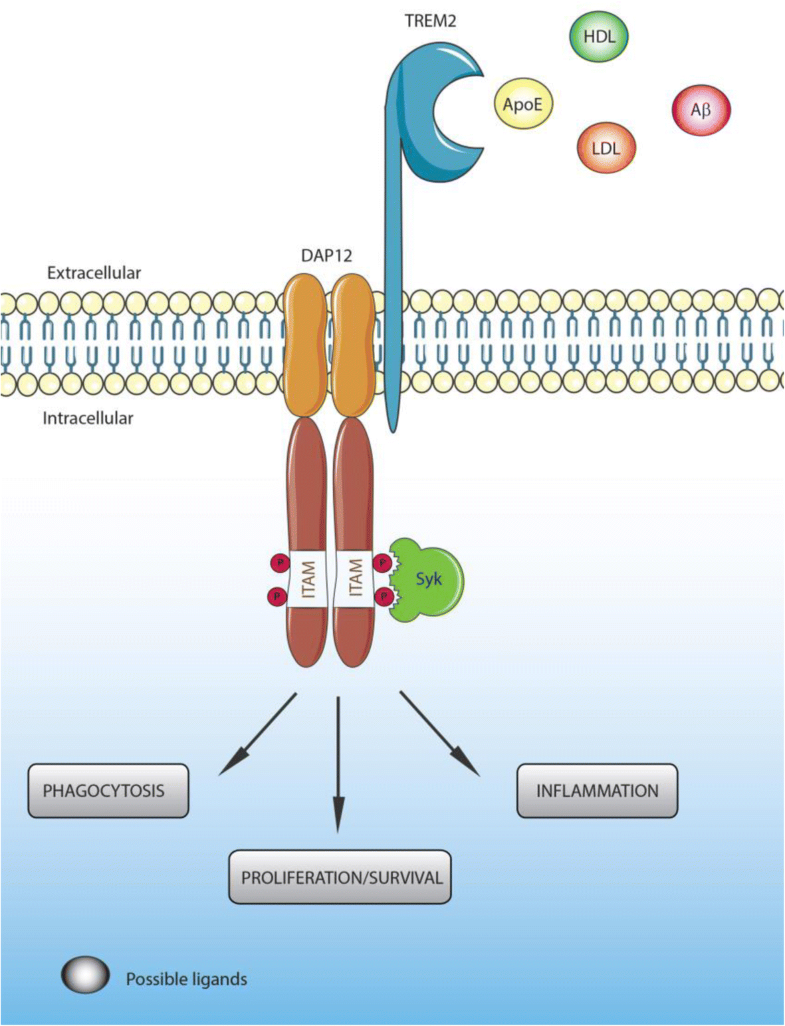 New insights into the role of TREM2 in Alzheimer’s disease | Molecular ...
