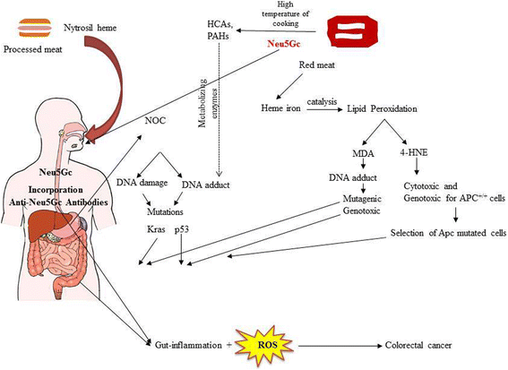 Dissecting the mechanisms and molecules underlying the potential ...