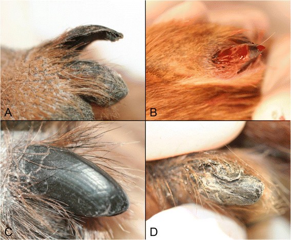 A treatment study of canine symmetrical onychomadesis (symmetrical ...