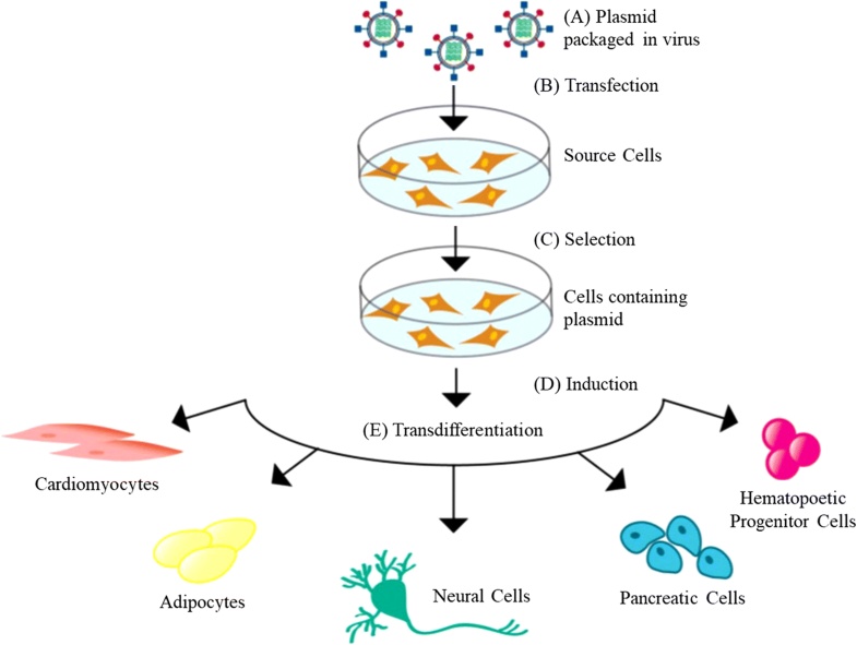 Direct Cell Reprogramming For Tissue Engineering And Regenerative