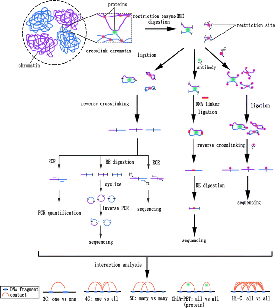 3C and 3C-based techniques: the powerful tools for spatial genome ...