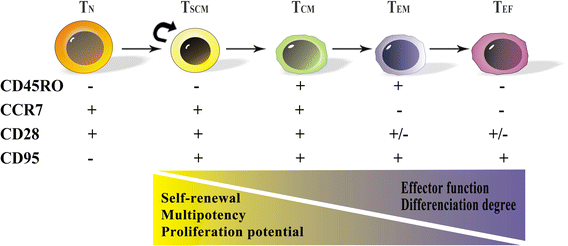 The roles of stem cell memory T cells in hematological malignancies ...