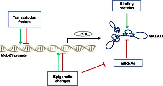 MALAT1: a druggable long non-coding RNA for targeted anti-cancer approaches | Journal of ...