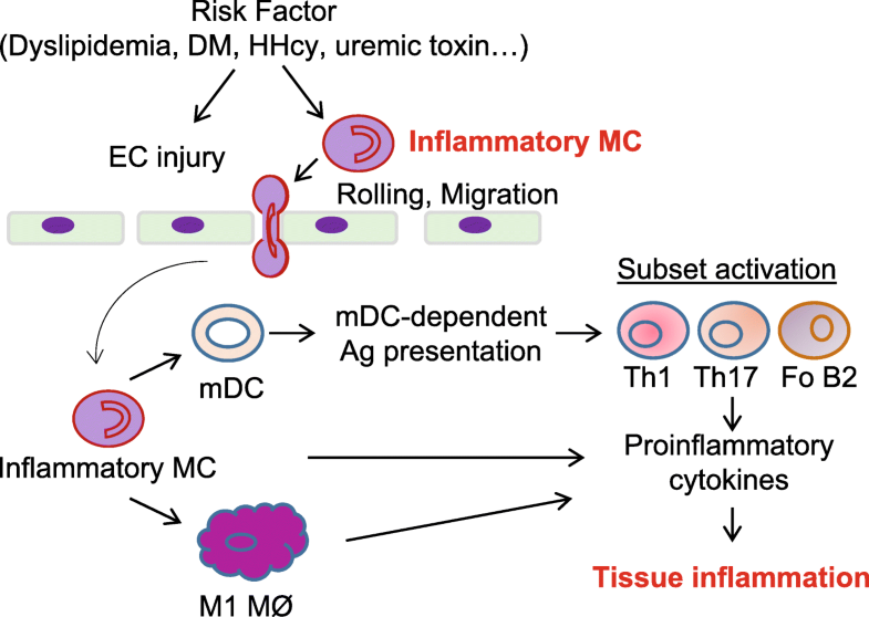 Immune Cell Subset Differentiation And Tissue Inflammation Journal Of