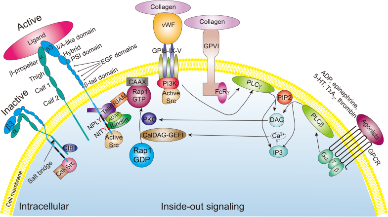 Platelet integrin αIIbβ3: signal transduction, regulation, and its ...