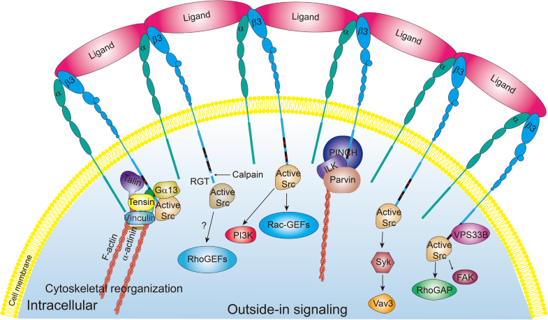 Platelet integrin αIIbβ3: signal transduction, regulation, and its ...