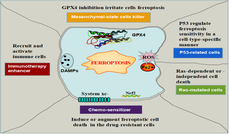 Ferroptosis, a new form of cell death: opportunities and challenges in ...