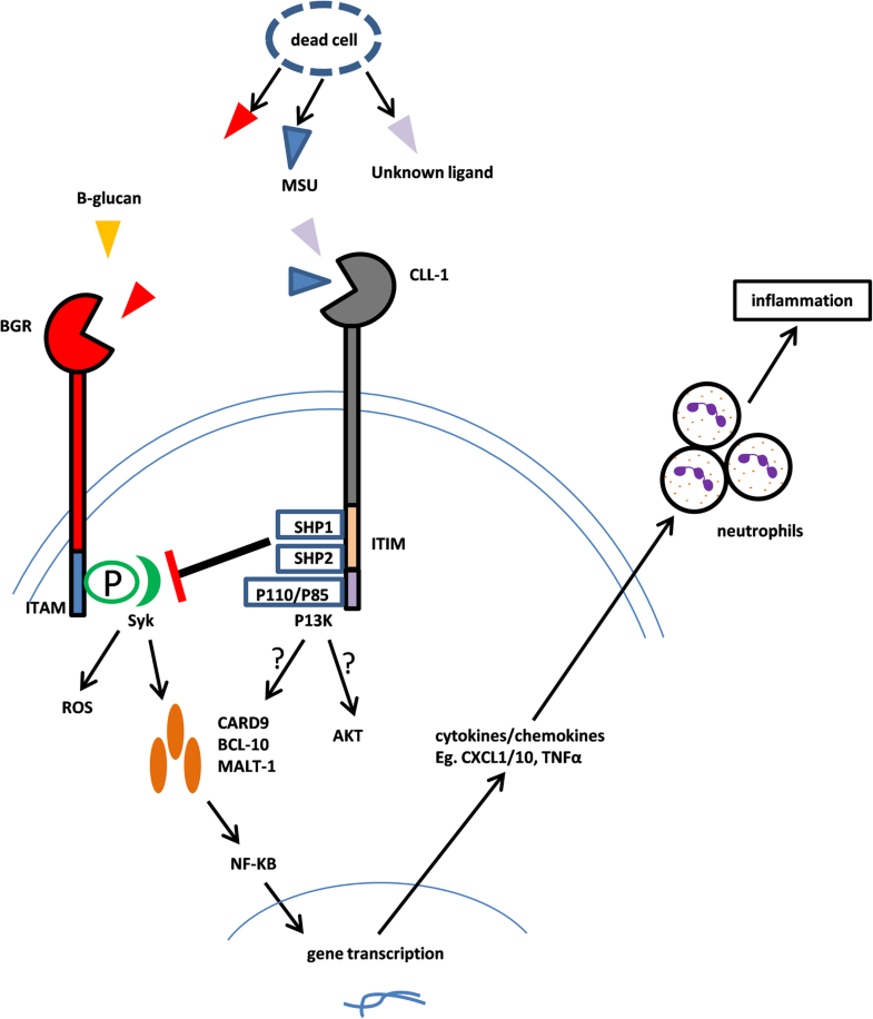 Targeting CLL-1 for acute myeloid leukemia therapy | Journal of Hematology & Oncology | Full Text