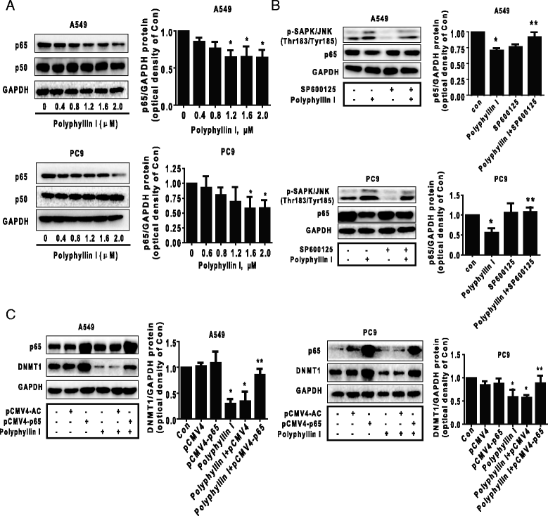 Inhibition Of Ezh2 Via Activation Of Sapk Jnk And Reduction Of P65 And