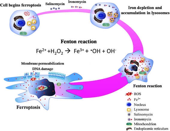 Iron-dependent cell death as executioner of cancer stem cells | Journal ...