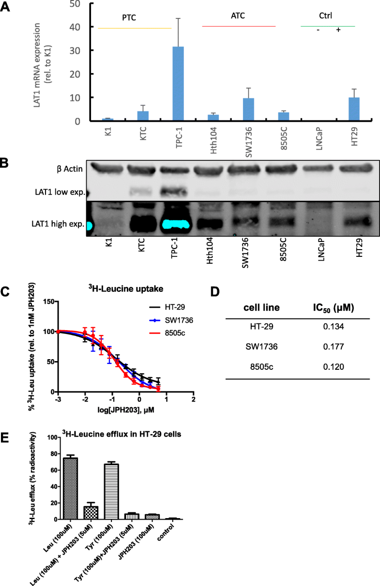 The LAT1 inhibitor JPH203 reduces growth of thyroid carcinoma in a fully immunocompetent mouse ...