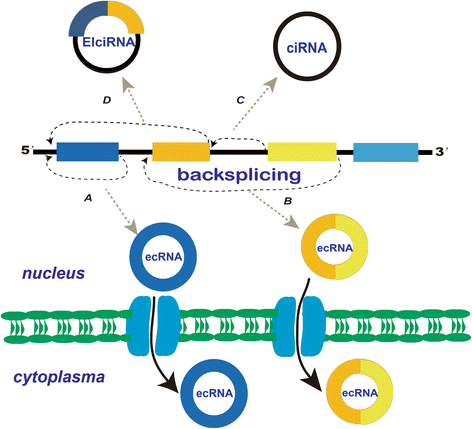 Circular RNAs: biogenesis, expression and their potential roles in ...