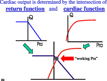 Volume and its relationship to cardiac output and venous return ...