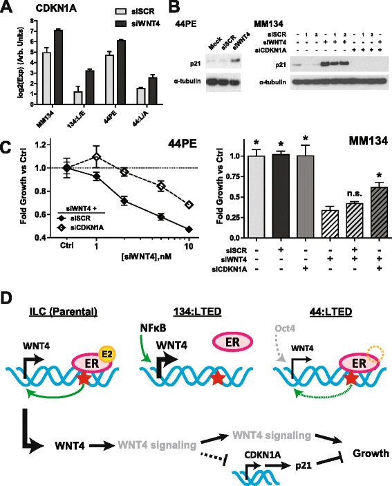 WNT4 mediates estrogen receptor signaling and endocrine resistance in ...