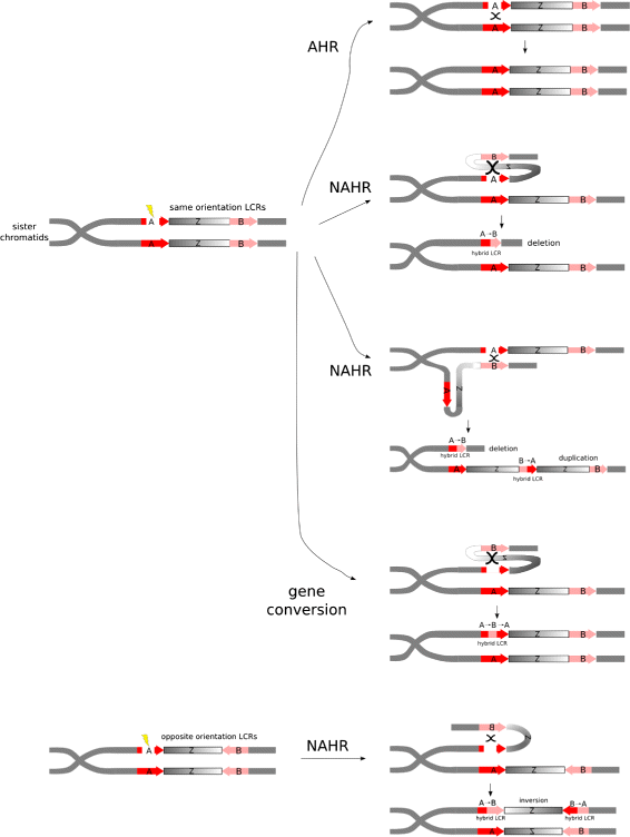 Detecting non-allelic homologous recombination from high-throughput ...