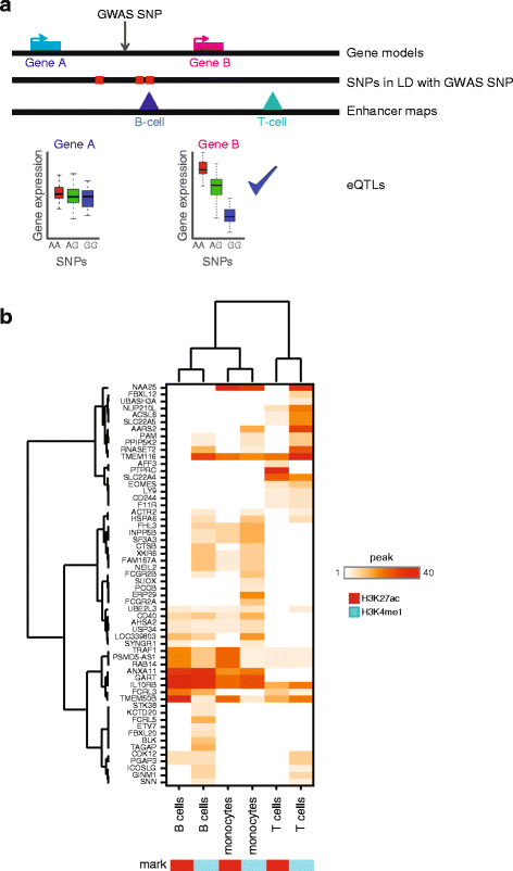 Integrative genomic deconvolution of rheumatoid arthritis GWAS loci ...
