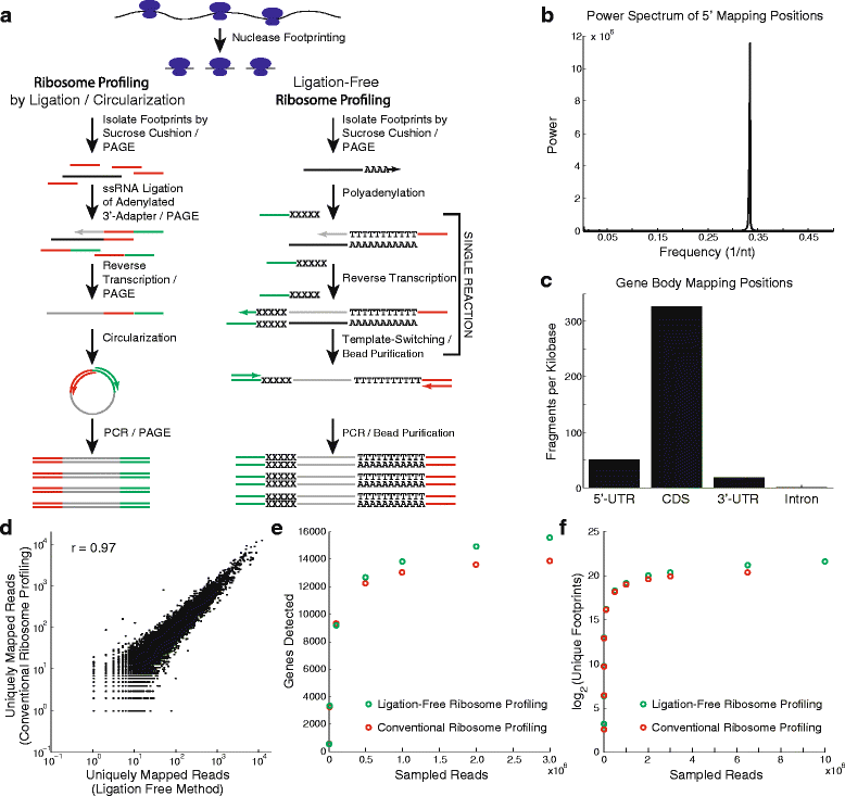 Ligation-free ribosome profiling of cell type-specific translation in the brain | Genome Biology ...