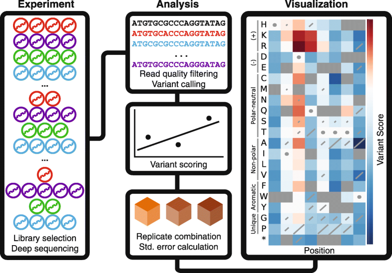 A Statistical Framework For Analyzing Deep Mutational Scanning Data