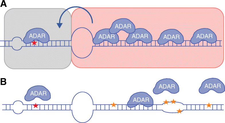 Promoting RNA editing by ADAR attraction | Genome Biology | Full Text