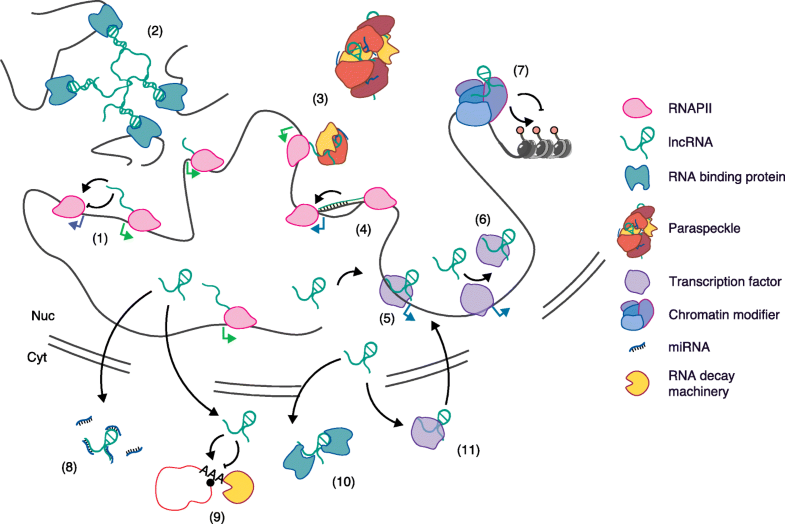 The multidimensional mechanisms of long noncoding RNA function | Genome ...