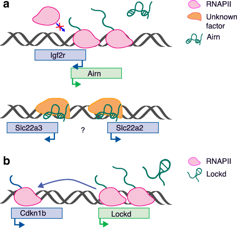The multidimensional mechanisms of long noncoding RNA function | Genome ...