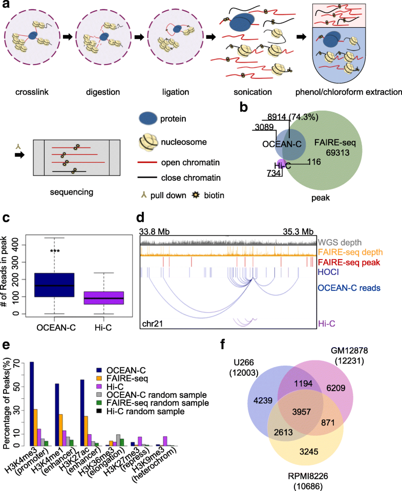 OCEAN-C: mapping hubs of open chromatin interactions across the genome reveals gene regulatory ...