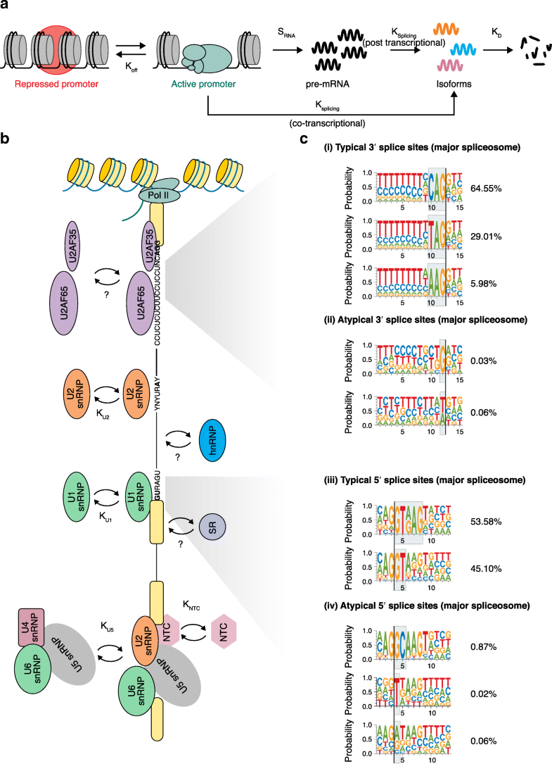 Splicing heterogeneity: separating signal from noise | Genome Biology ...