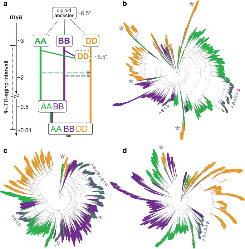 Impact of transposable elements on genome structure and evolution in bread wheat | Genome ...