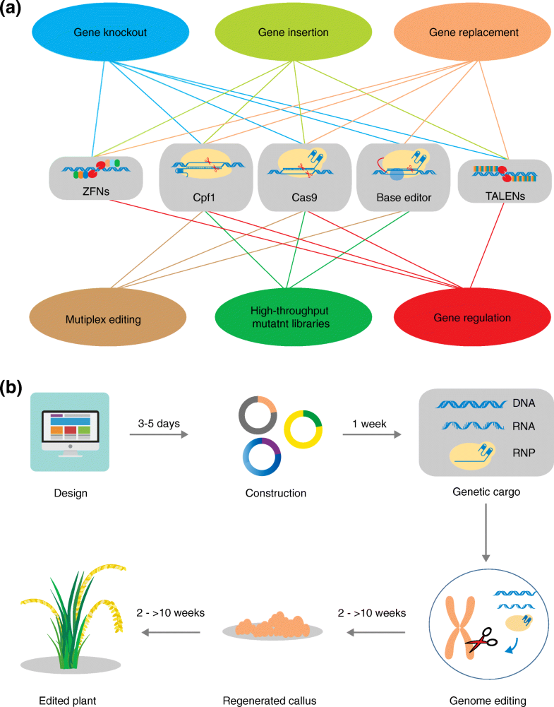 Applications and potential of genome editing in crop improvement ...