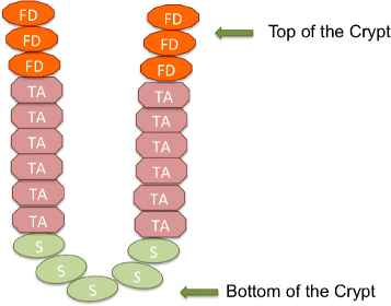 The role of cell location and spatial gradients in the evolutionary ...