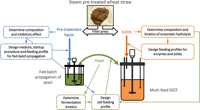 Model-based optimization and scale-up of multi-feed simultaneous saccharification and co ...