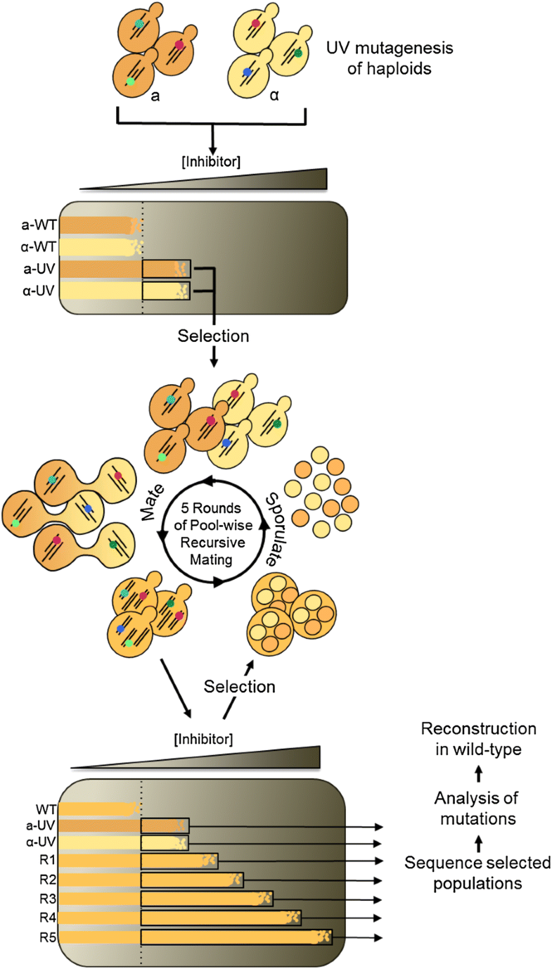 Determinants Of Selection In Yeast Evolved By Genome Shuffling